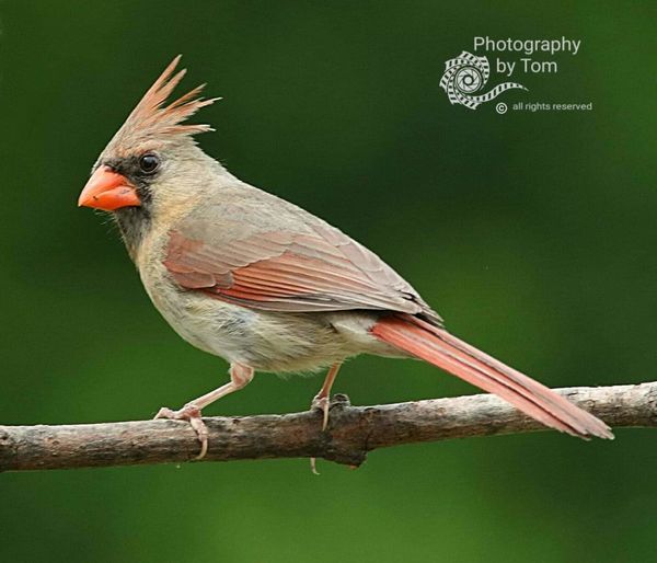 Greetings From Wisconsin (Female Northern Cardinal: Greetings From ...