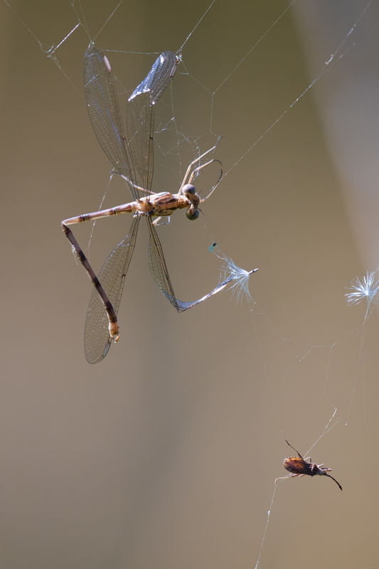 And now for something completely different! A Damsel's demise The food ...