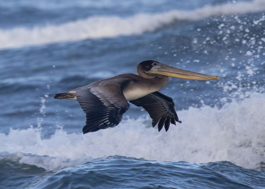 Brown Pelican on Fish Patrol: Up the coast they go, in squadrons half ...