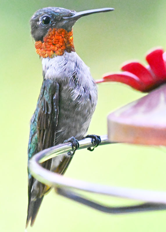 Hummingbird: Had a new visitor at the feeder a few days ago...