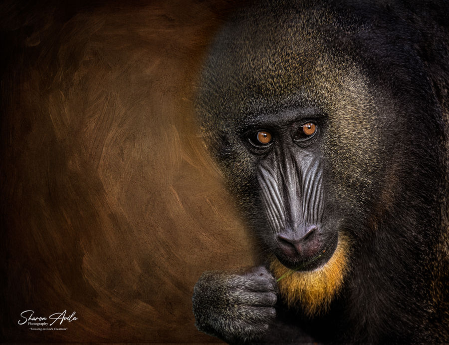 Female Mandrill: Took this photo of a female Mandrill a couple weeks ...
