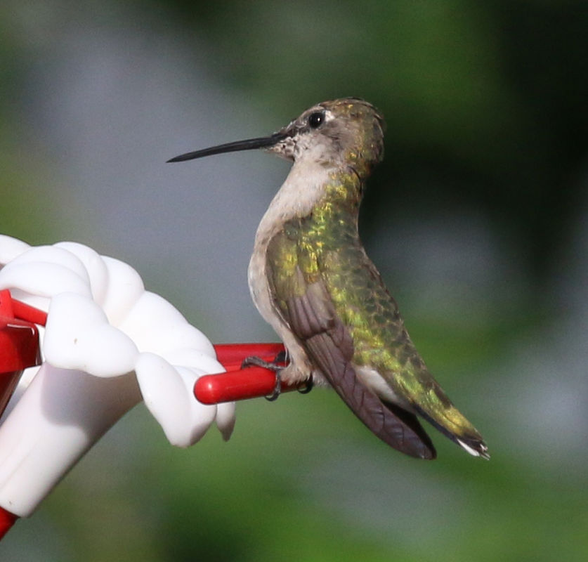 Hummingbird: Advice on how to best photograph hummingbirds...