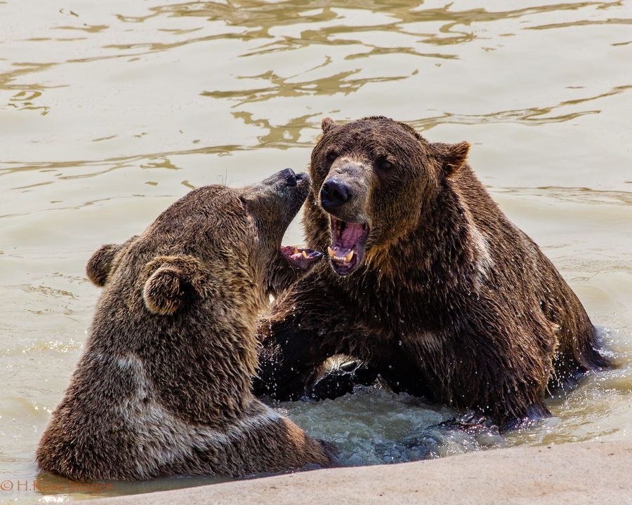 Bears at Play: I try and routinely visit the Wild Animal Sanctuary in ...