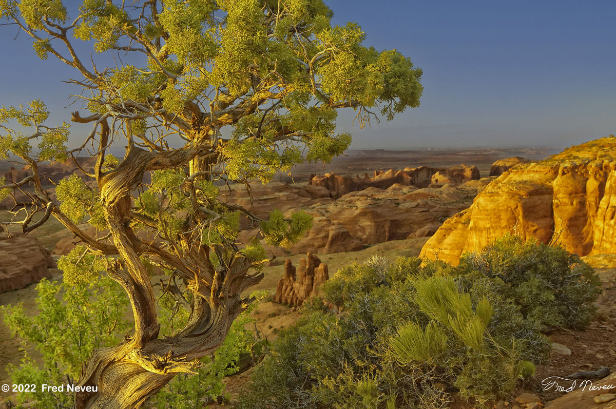 Hunts Mesa Tree: This is another magical moment photograph. The ...