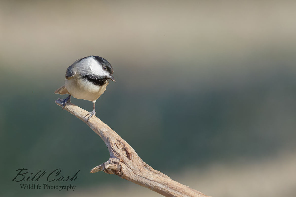 #s 4 5 & 6 of the 300 Project: Carolina Chickadee Northern Cardinal ...