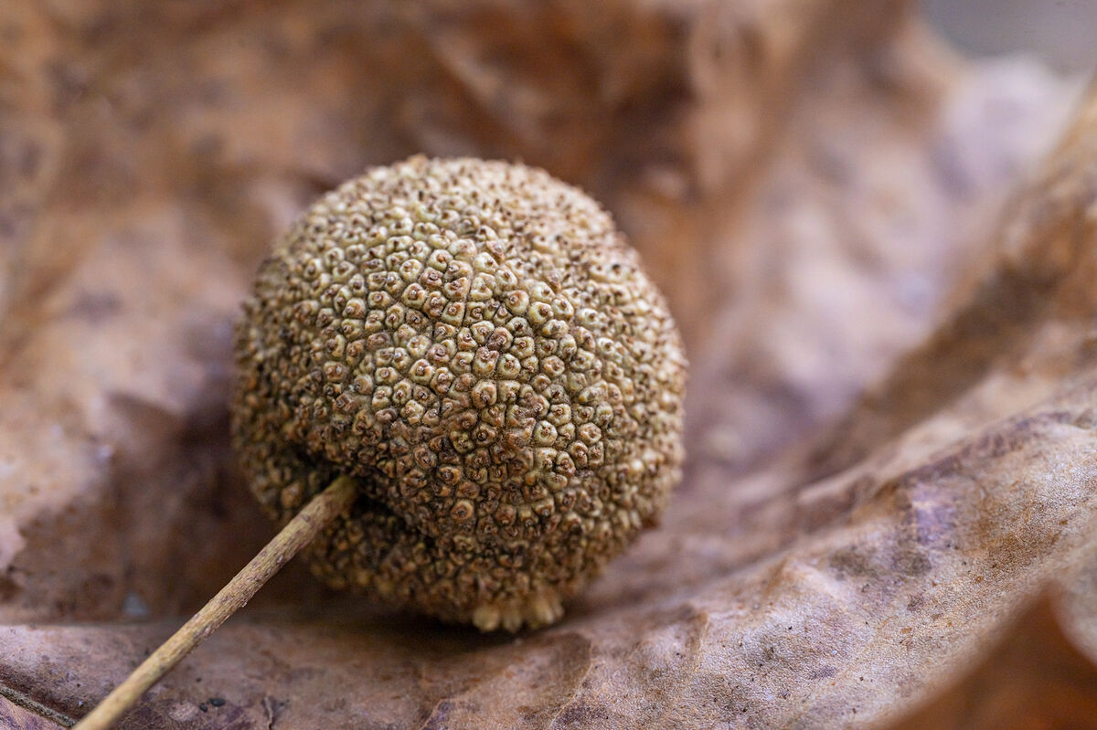 Today's Walk Thru The Park: I went to the local park to gather some ...