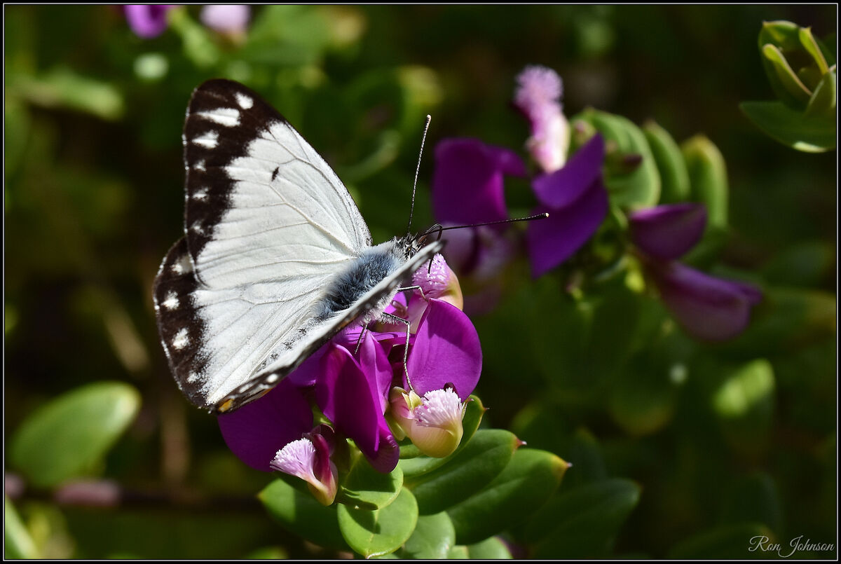 Caper White: This is a Caper White Butterfly, the first I've ever seen ...