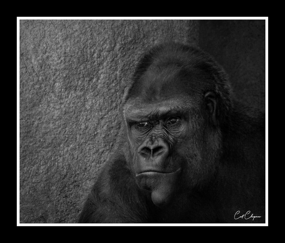 Zoo Photos: Gorilla Portrait & Little Blue Pygmy Penguin at the Cinti Zoo.