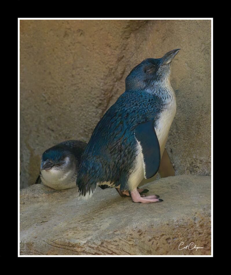Zoo Photos: Gorilla Portrait & Little Blue Pygmy Penguin at the Cinti Zoo.