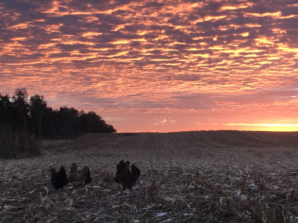 Start of morning, harvest Nebraska: Funk Nebraska. Sunrise and sunsets ...
