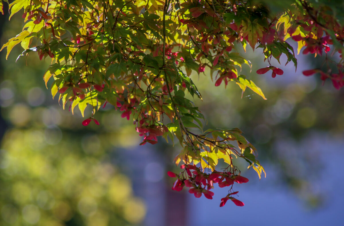 Fall Colors: From around my neighborhood on Long Island.