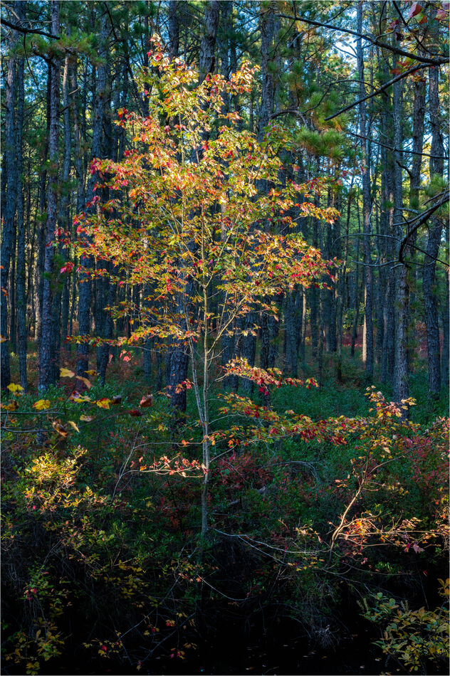 Lone tree in the forest: This shot was a 3 shot bracketed exposure. I ...
