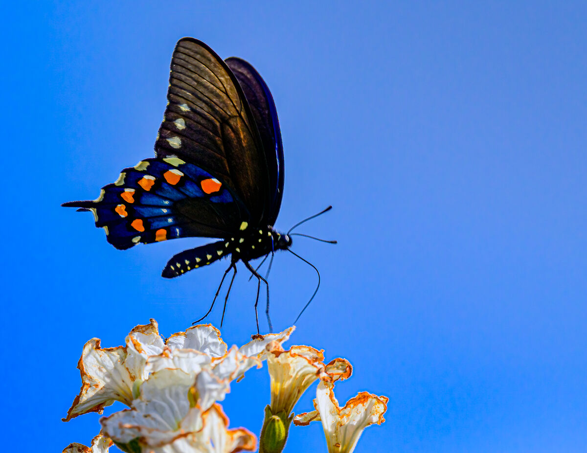 Swallowtail: A tad out of focus but brilliant coloration. The fading ...