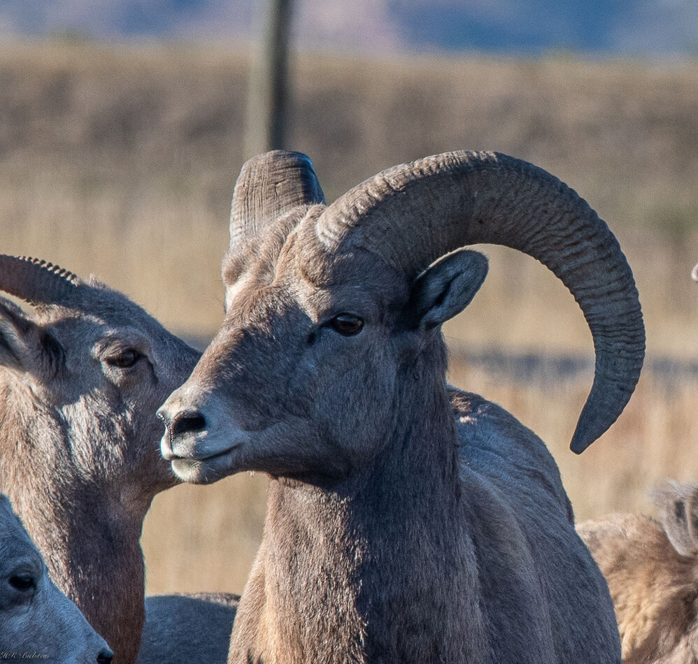 Yesterday’s adventure: Driving through Custer SP and Wind Cave NP ...