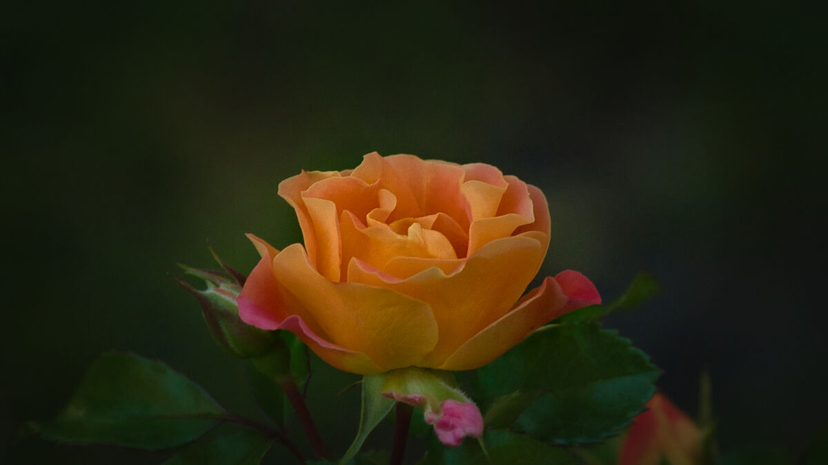 Firecracker Rose: D810 f8.0 1/500 ISO 1400 with Nikkor AF 75-300mm at ...