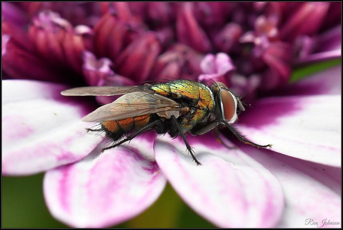 Australian Sheep Blowfly: Lucilia cuprina...not sure why it's in our ...