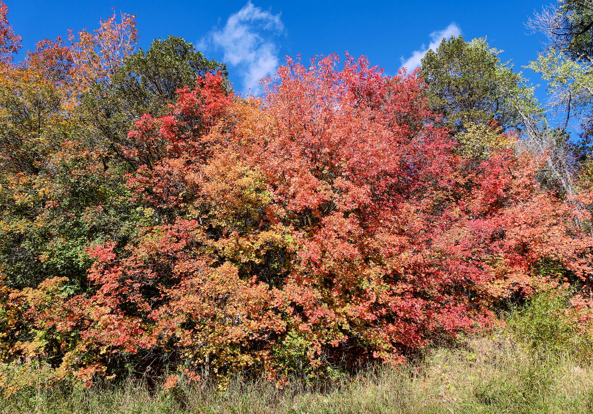 Colorful Canyon Maples: From a drive up Ogden Canyon where the colors ...