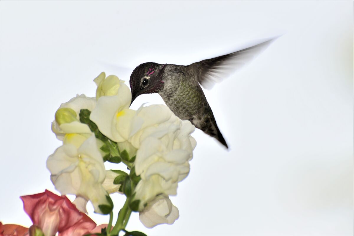 Hummingbird: One of my favorite...