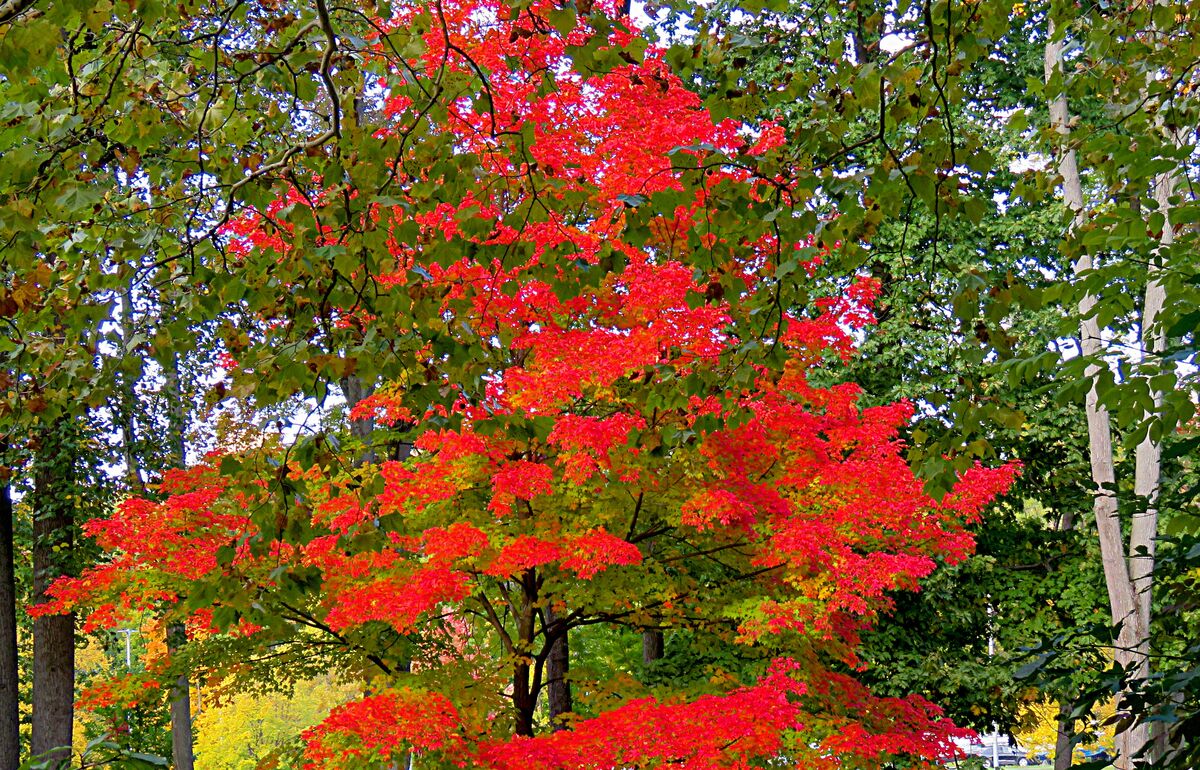 More Fall color.. in Ohio.