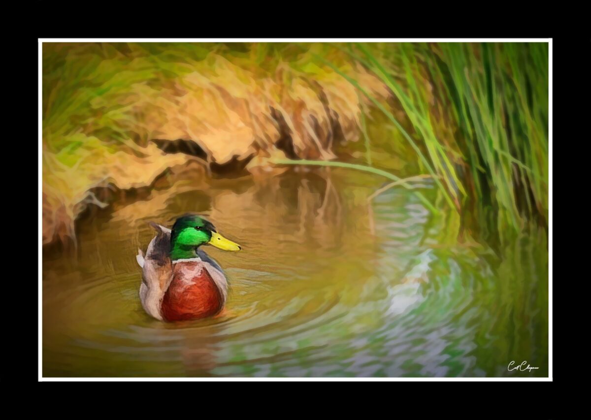 Duck & Squirrel: Painterly Photo of Duck & Squirrel...