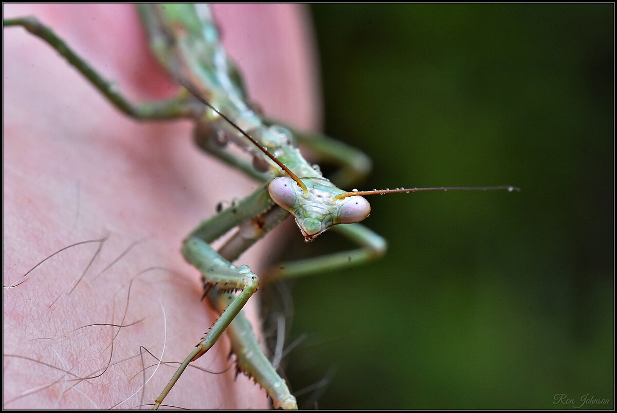 Mantis: Out doing some gardening today and came across this little guy ...
