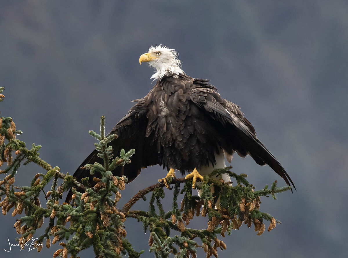 Alaskan Eagles This Is A Follow Up To The Landscapes From Last Week 