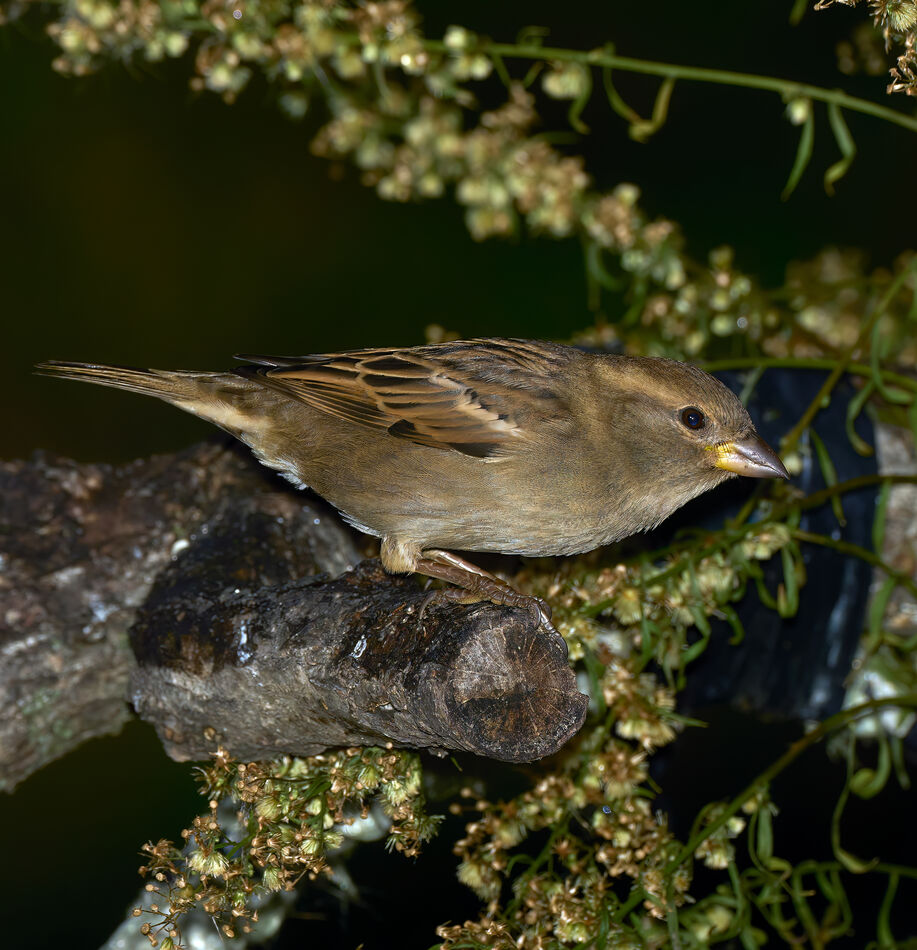 House Sparrow: :sm01:...