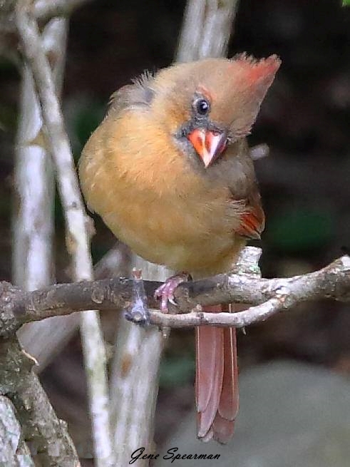 Northern Cardinal: Female Cardinal taken a while back.