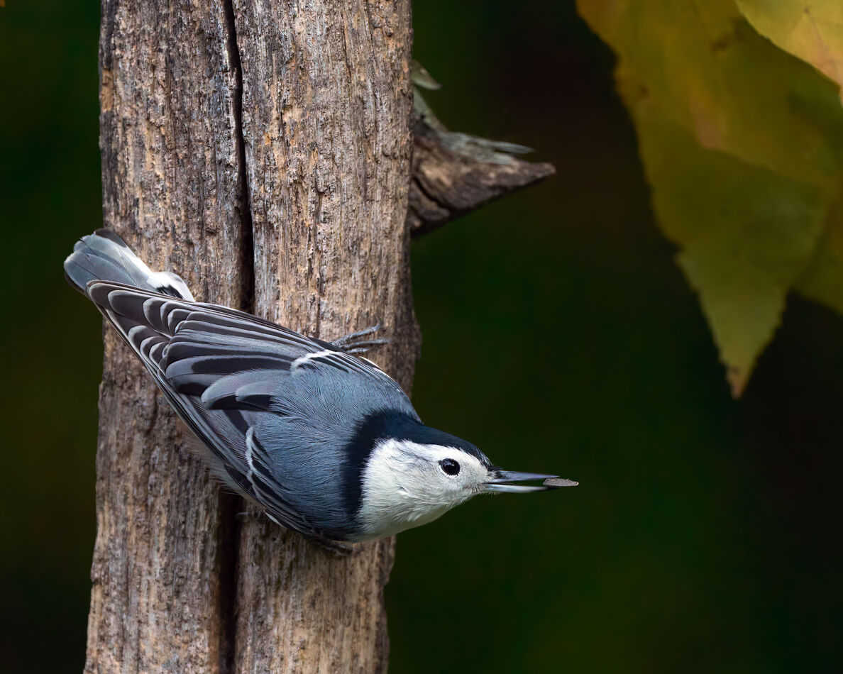 White-breasted Nuthatch: A noisy fast moving bird that is challenging ...