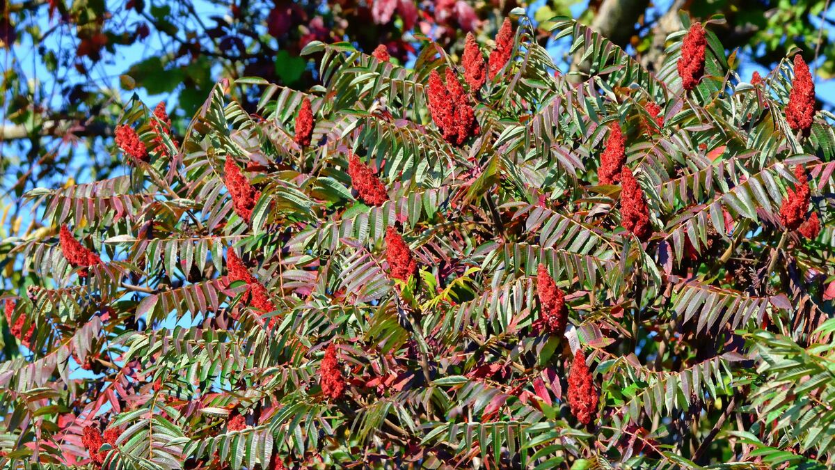 Challenge:"The Color Orange" 10/24-10/29 2022 (Page 16): Always eye ...