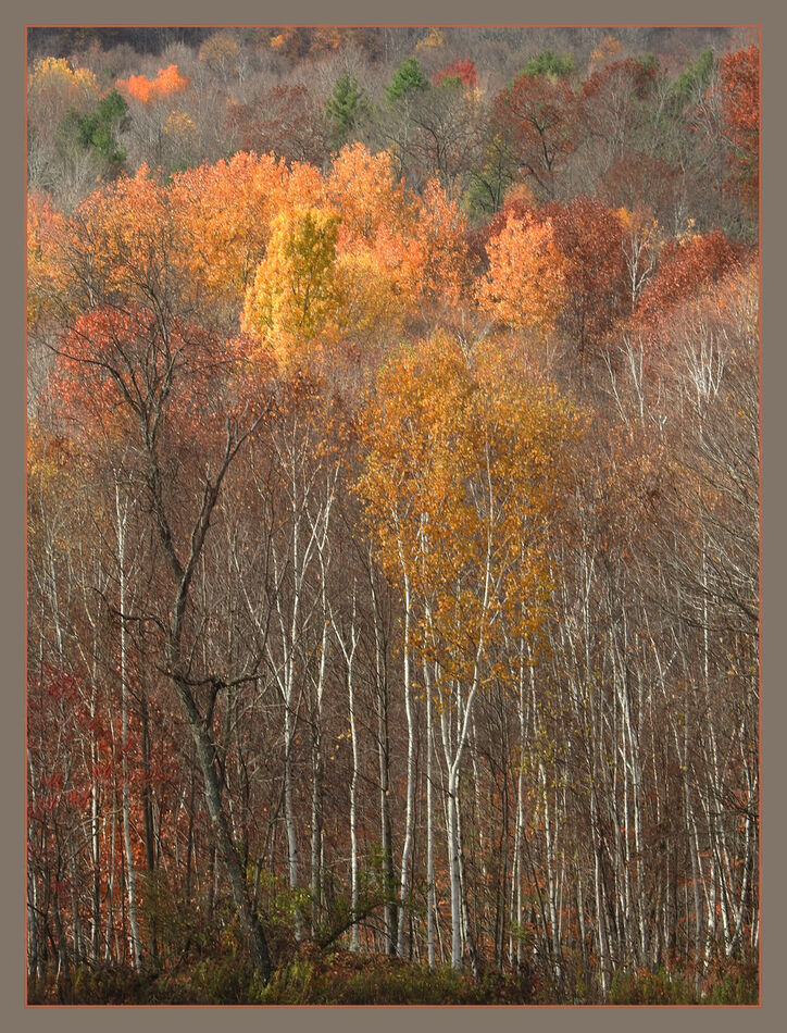 Edge Of The Autumn Forest: The last of the Autumn color before the ...