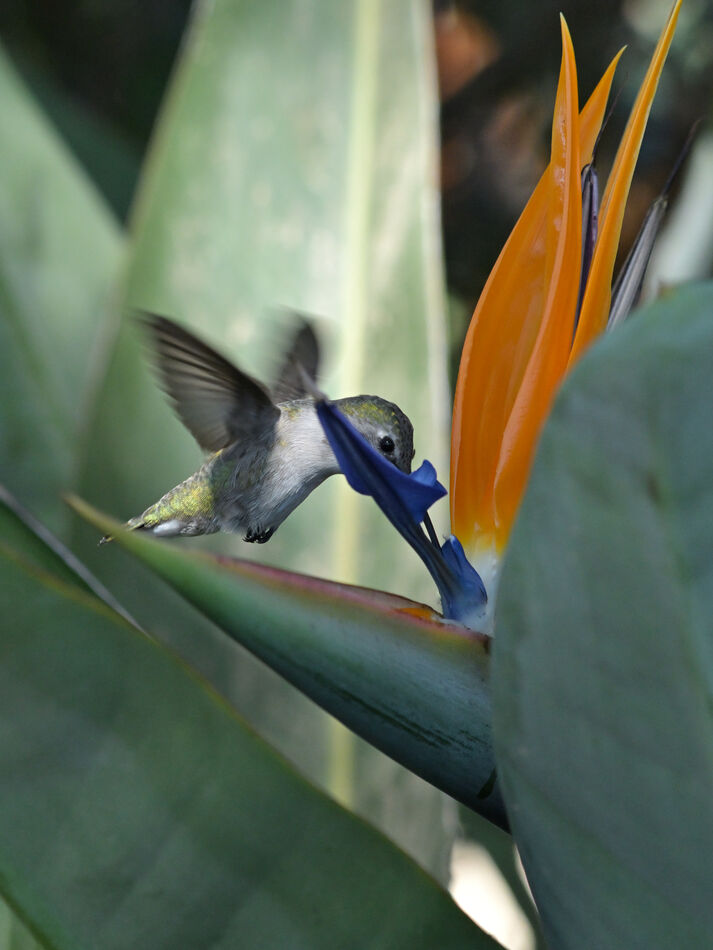 Bird in a Bird: A female Anna's Hummingbird refueling at a Bird of ...