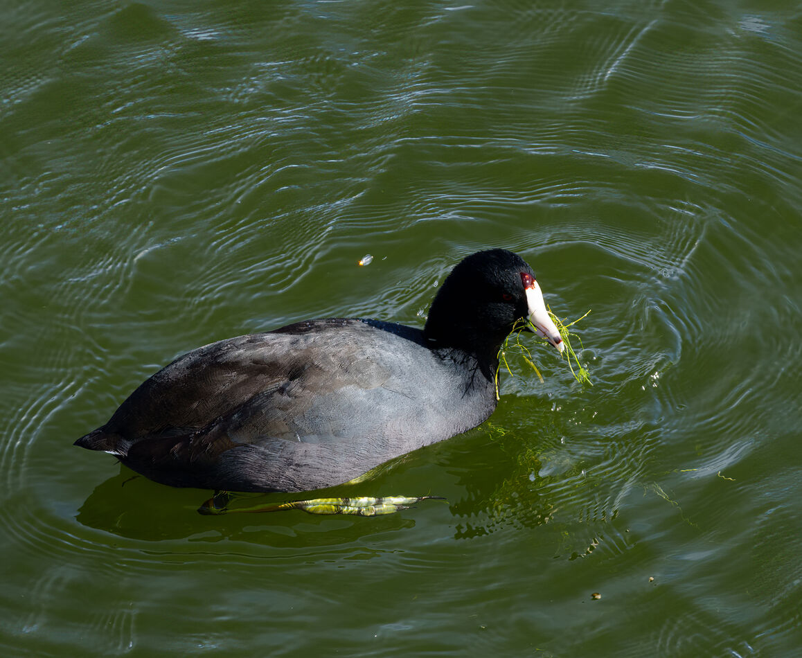 Cool coot: During a dog walk, we passed over a foot bridge and below me ...