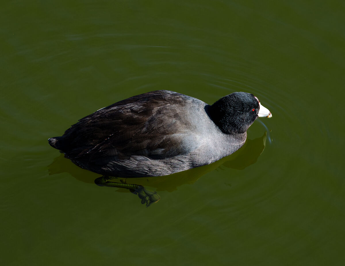 Cool coot: During a dog walk, we passed over a foot bridge and below me ...