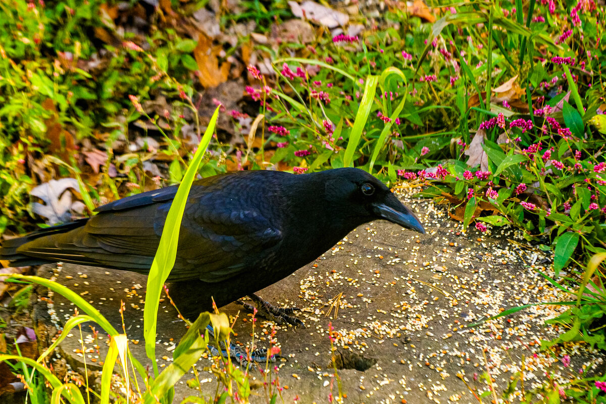 Fall Crows: Looked out my kitchen window this morning and there were ...