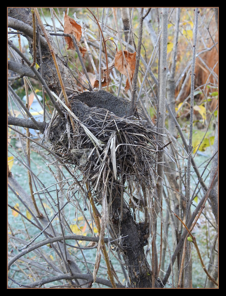 Empty Nest: The Robin's empty nest in the Lilac bush will soon fill ...
