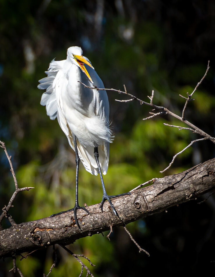 Auburn, CA local park: Sony A1 + Sony FE 70-200mm 2.8 + Sony 1.4x...