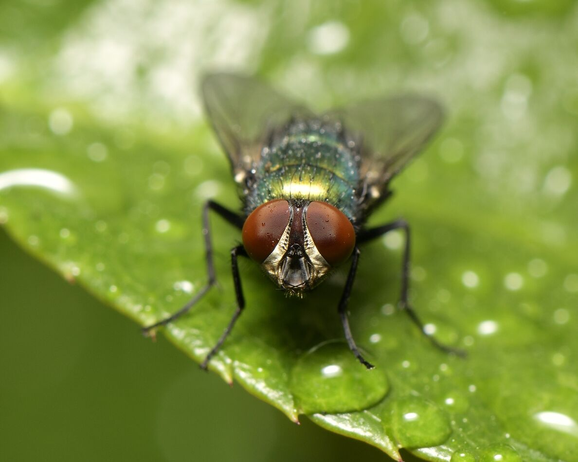 Flies eyes and more: A few from my last visit to the Balboa Park rose ...