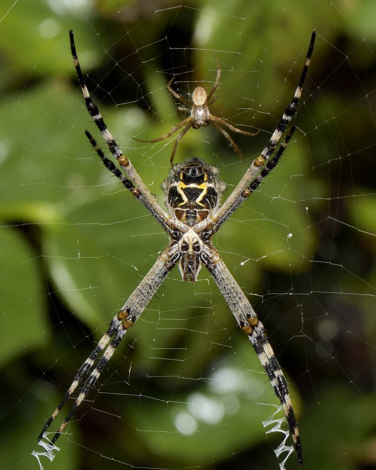 The Odd Couple: This is the first time I've seen two spiders working ...