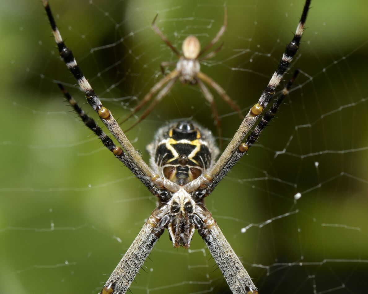 The Odd Couple: This is the first time I've seen two spiders working ...