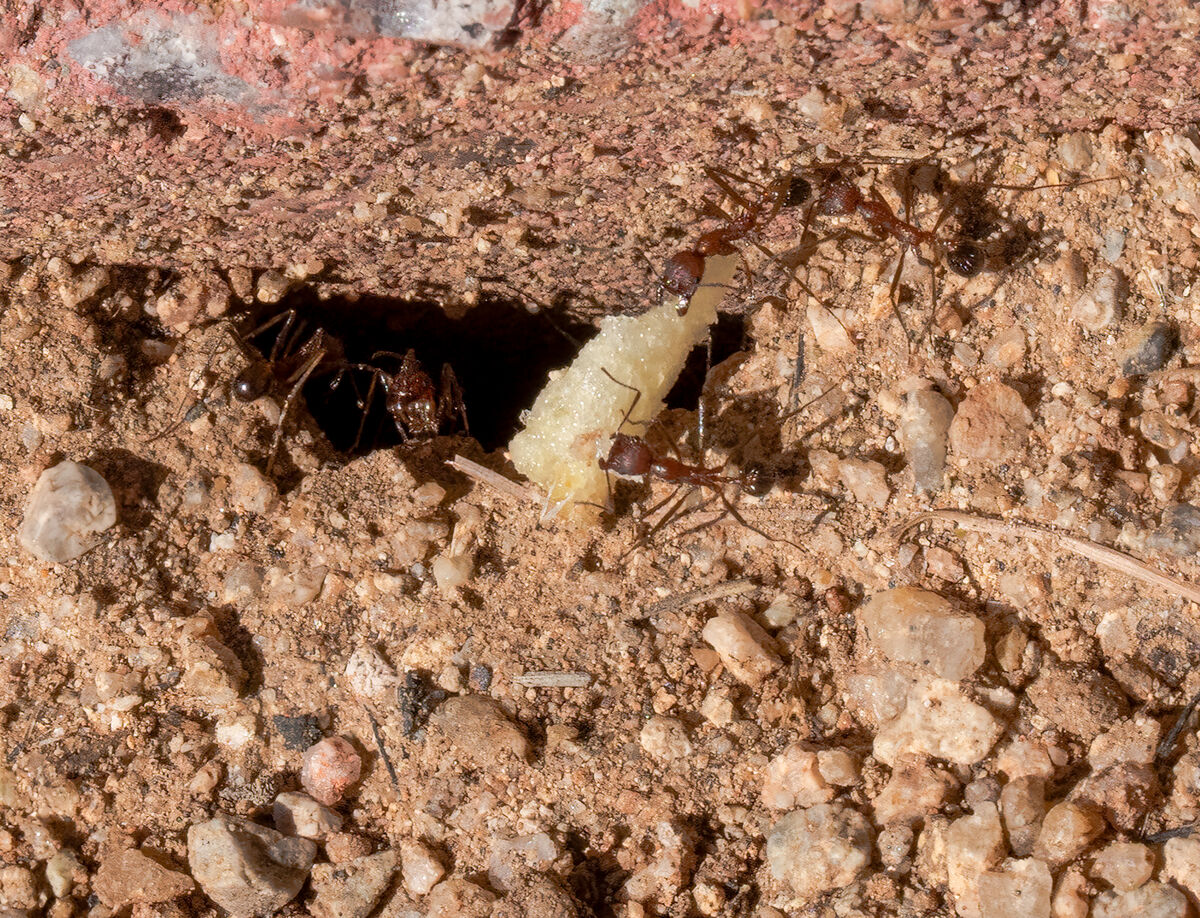 More ants and chips: From this morning :sm15:...