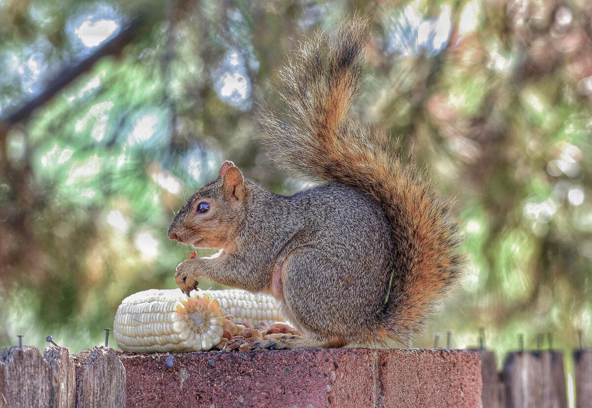 Squirrel: Yes ., squirrel, At my brothers house and decided to do a few ...