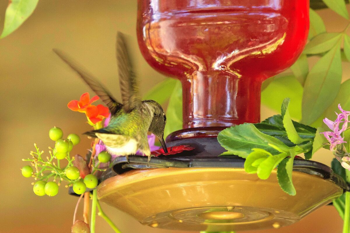 ' Flutter: Hard to catch these guys .., I needed my prime lens and a ...