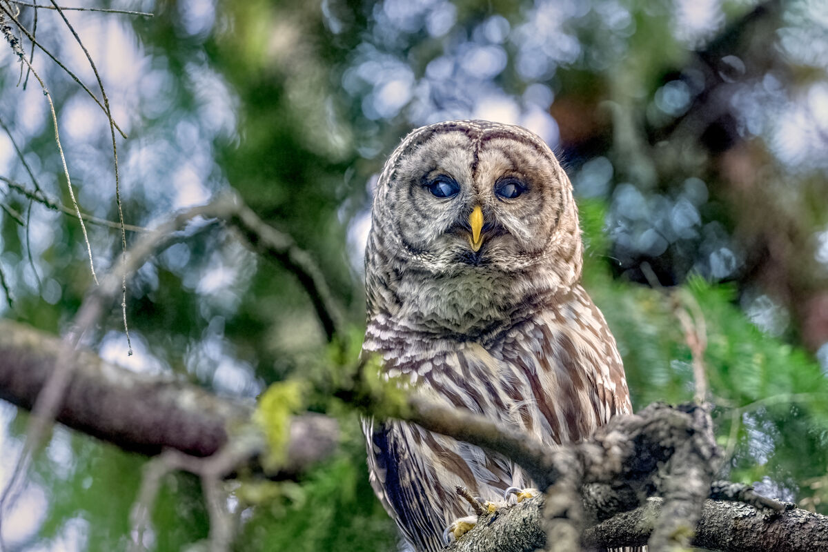 Hoot Owl Our Yard 10-2-2022: Day Two- this Hoot Owl showed up at about ...