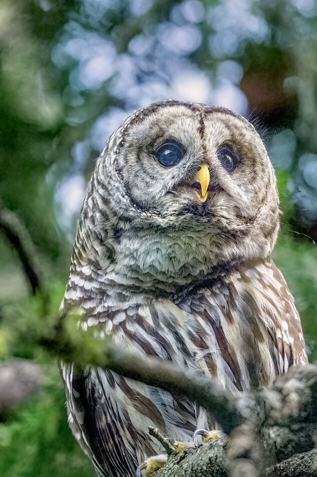 Hoot Owl Our Yard 10-2-2022: Day Two- this Hoot Owl showed up at about ...