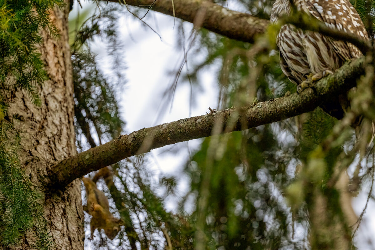 Hoot Owl Our Yard 10-2-2022: Day Two- this Hoot Owl showed up at about ...