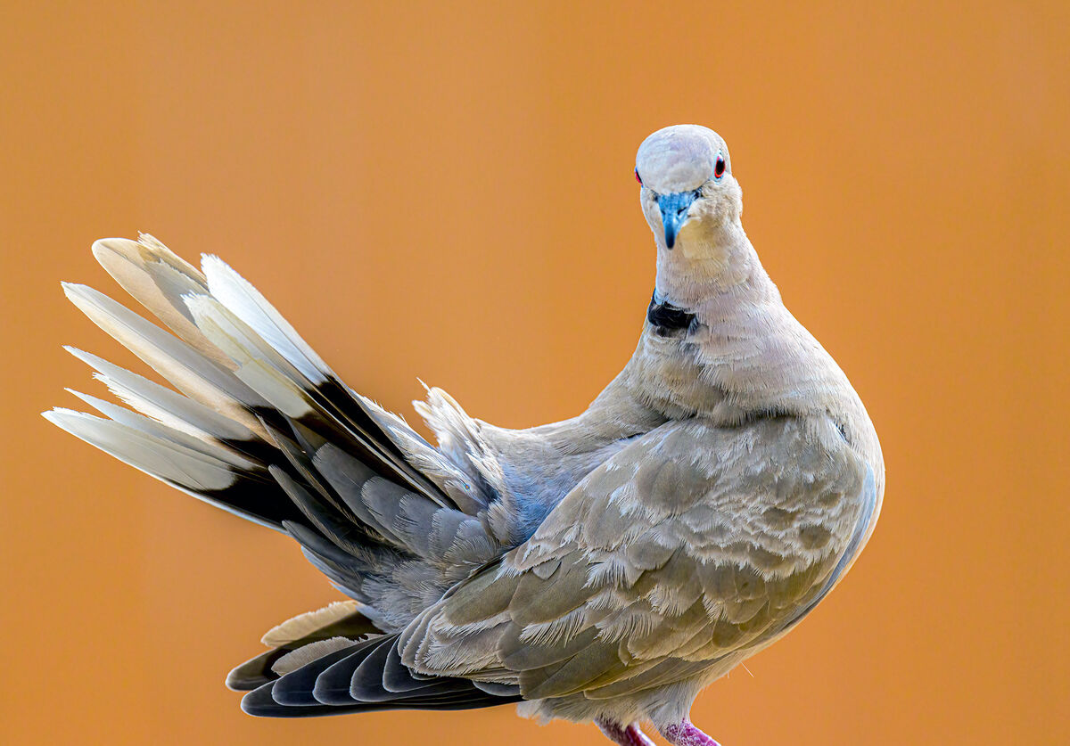 Shake a Tail Feather Baby: Eurasian Collared Dove. Bubba...