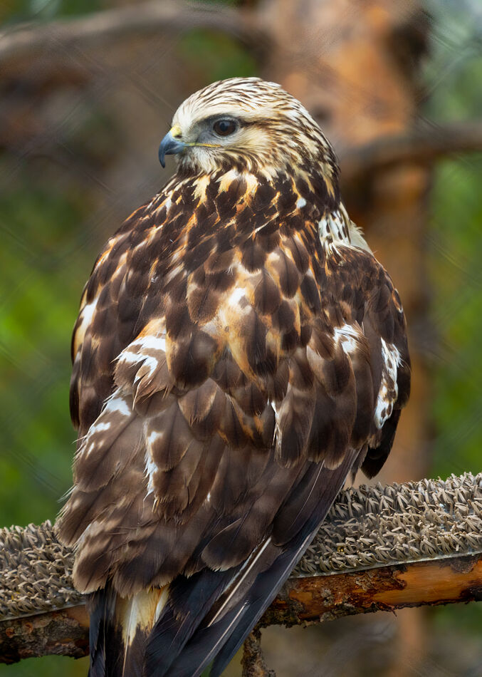 Grizzly and Wolf Discovery Center - Part 2: In addition to grizzly ...