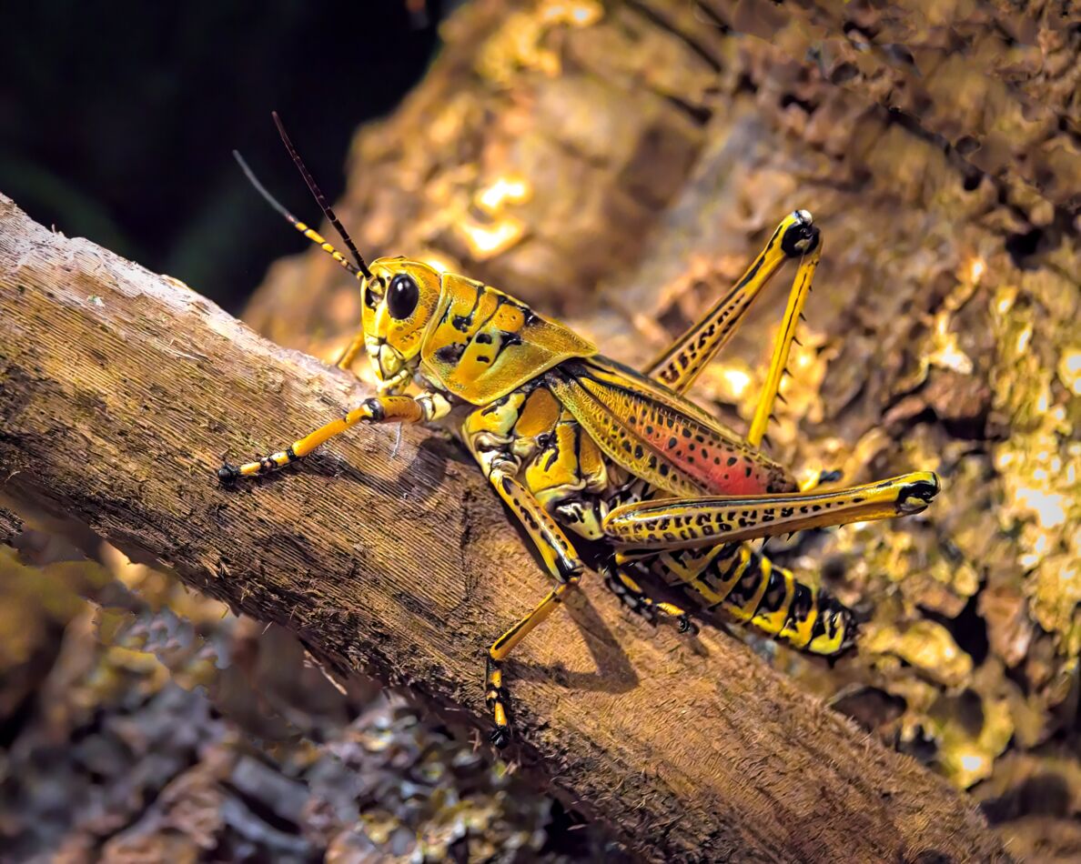 Macro Photo: A Couple of Macro Photos of a Locust I Believe...