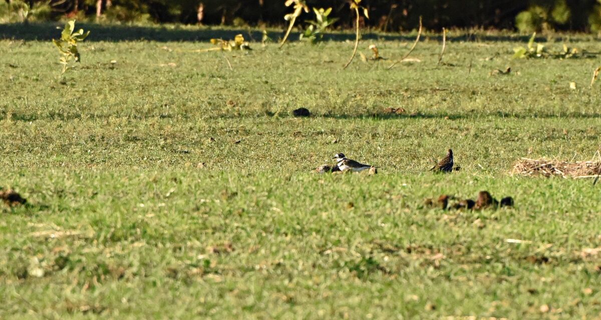 A opportunistic.. shore bird out in the horse pasture. Far from being a ...